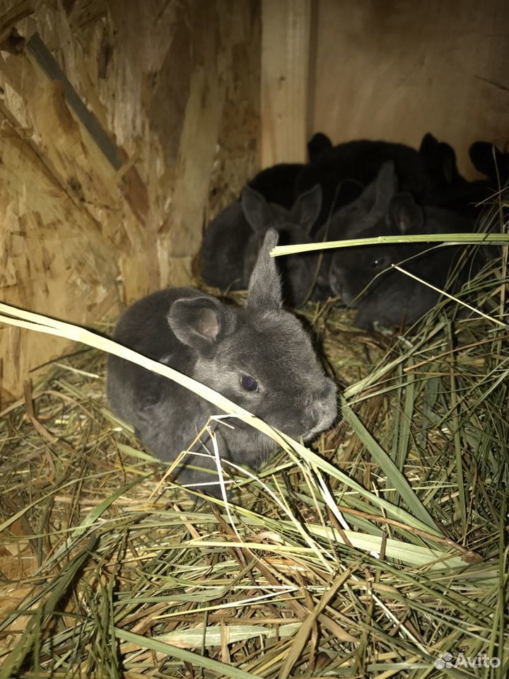 Кролики в ассортименте 500 килограмм, Мясо парное