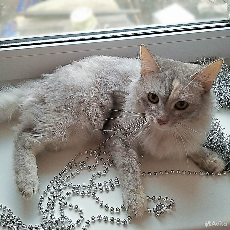 Красивая дымчитая кошечка ищет хозяина