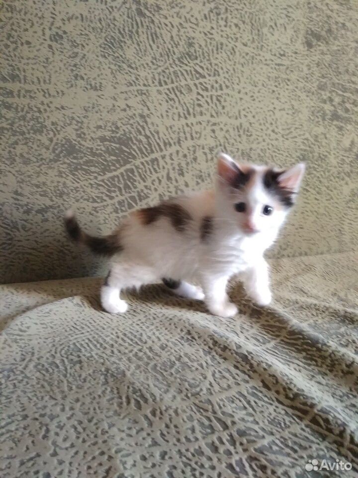 Котятки - ребятки