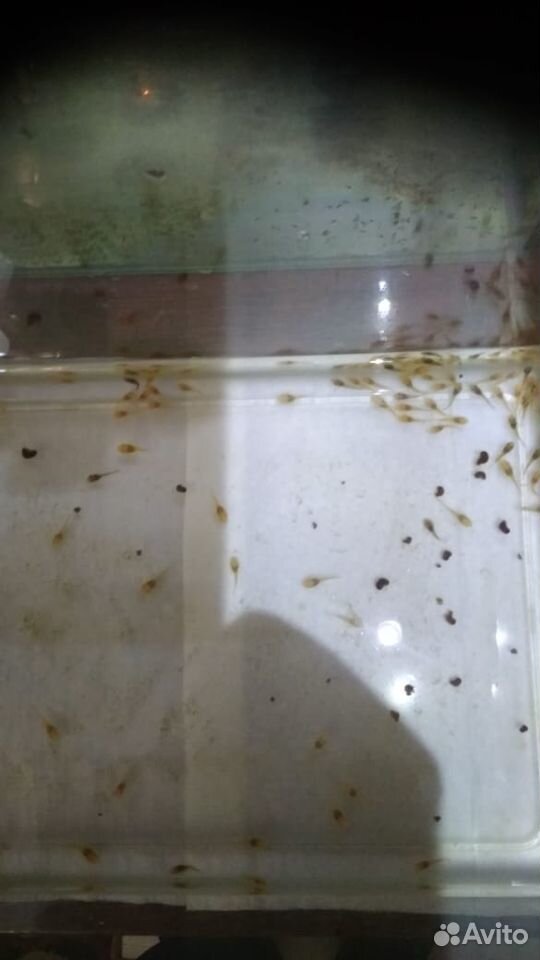 Анцитрусовые сомики