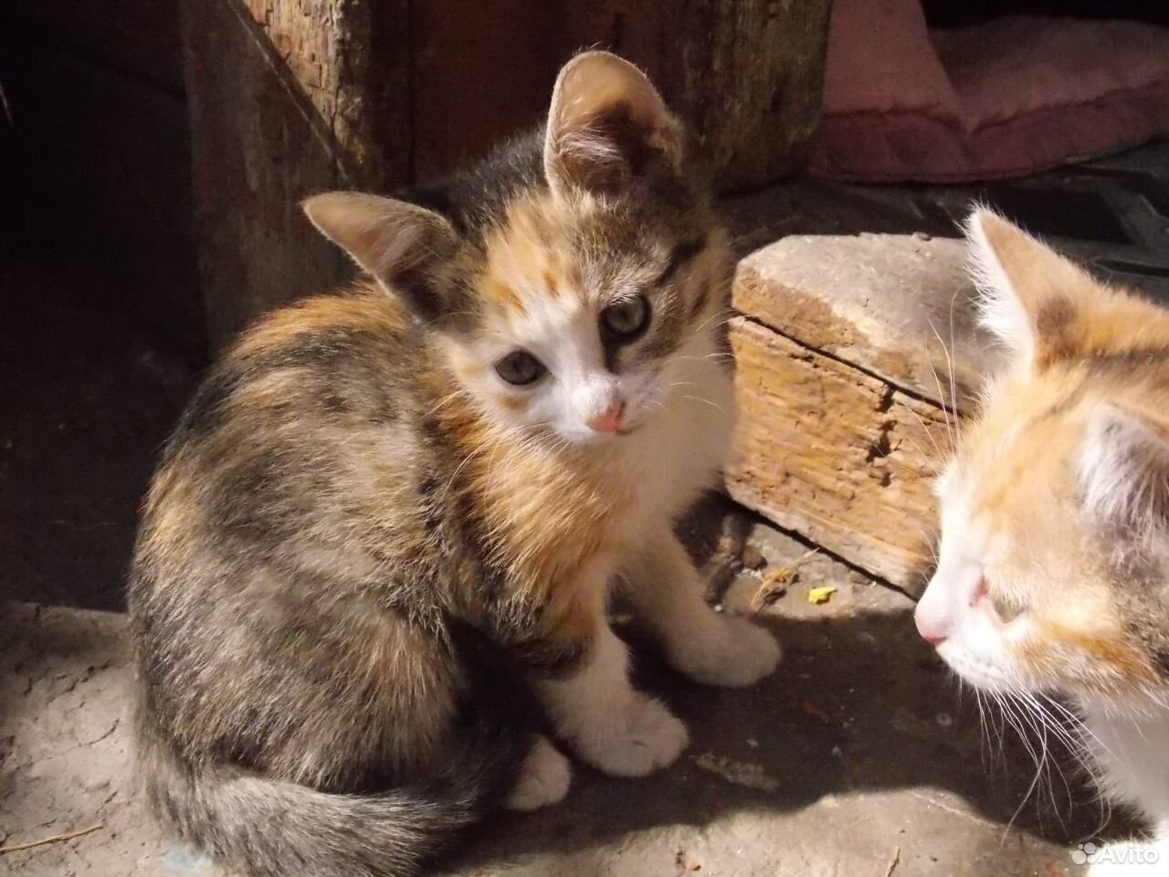 4 котёнка ищут хозяев