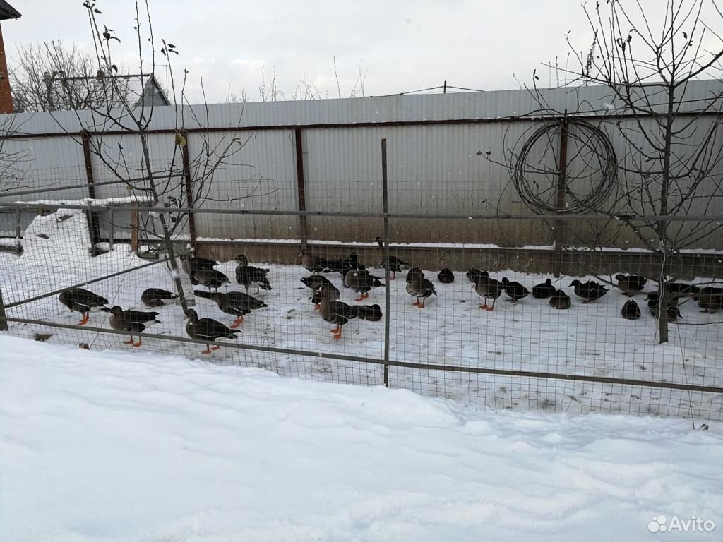 Подсадные утки