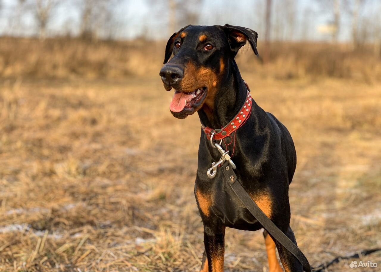 Доберман Бэлла в дар