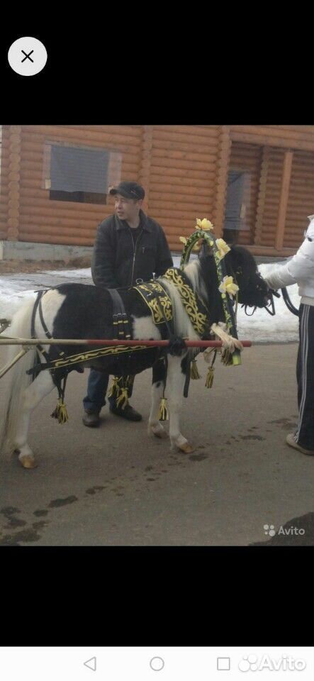 Жеребчик пони 6 лет