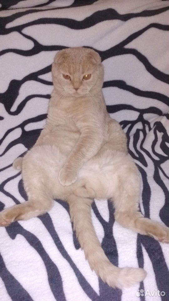 Кот Шотландец (Фолд) Вязка