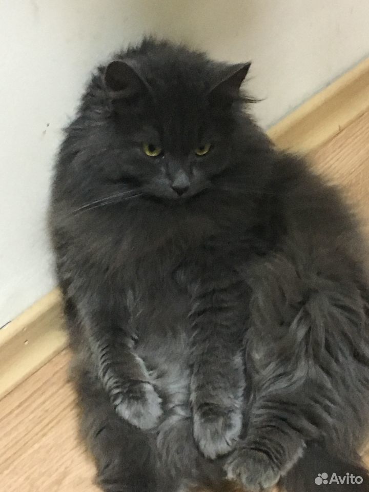 Кошечка подросток