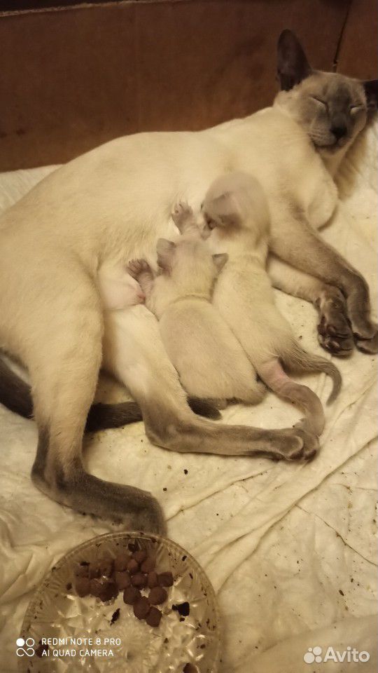 Мальчики Орик резерв