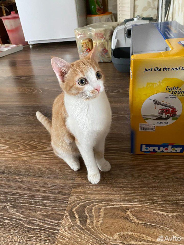 Котёнок девочка в добрые руки