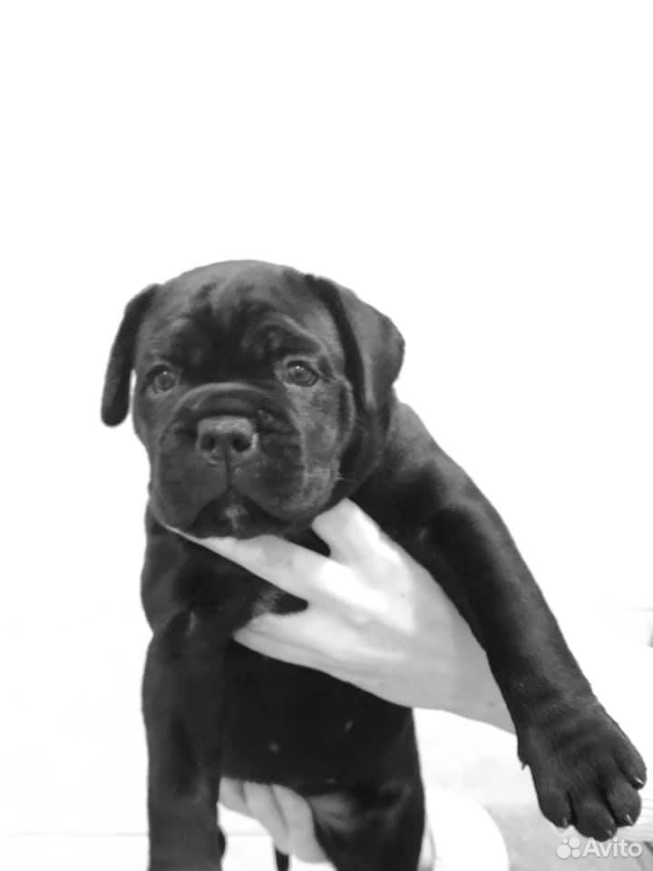 Чудо-малышка кане корсо, c шикарной родословной