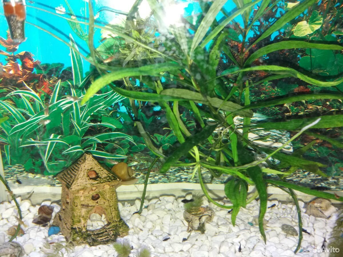 Моллинезии