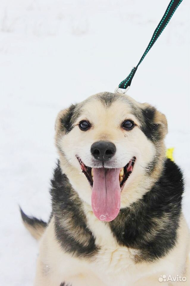 Добрый пес Рони в добрые руки