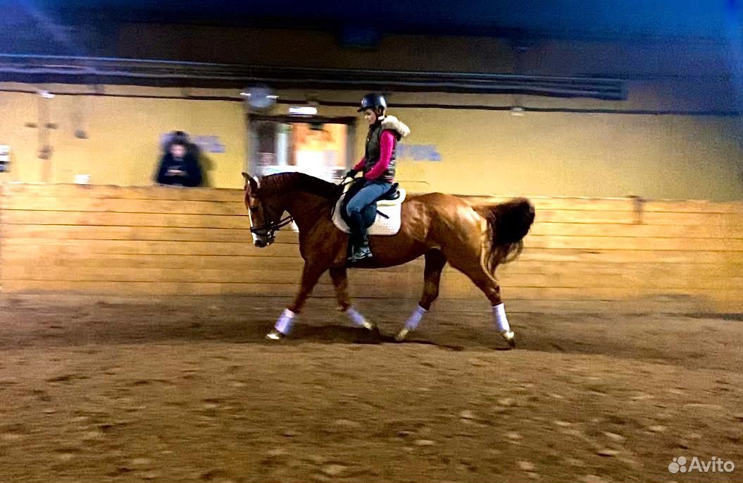 Тракененская кобыла