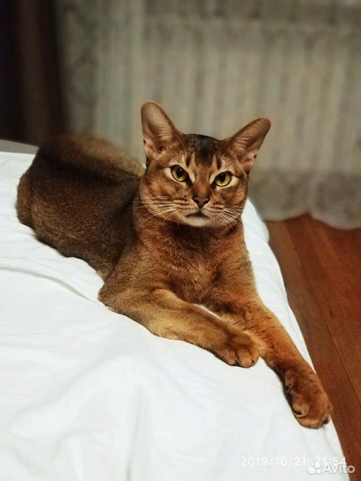 Абиссинский кот вязка