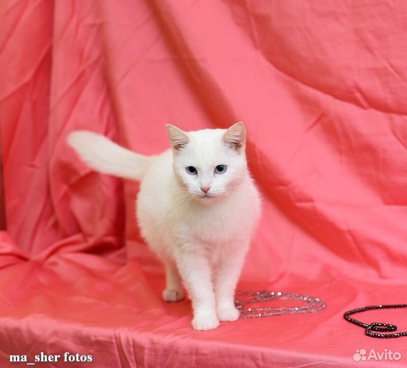 Кошка,около 3 лет