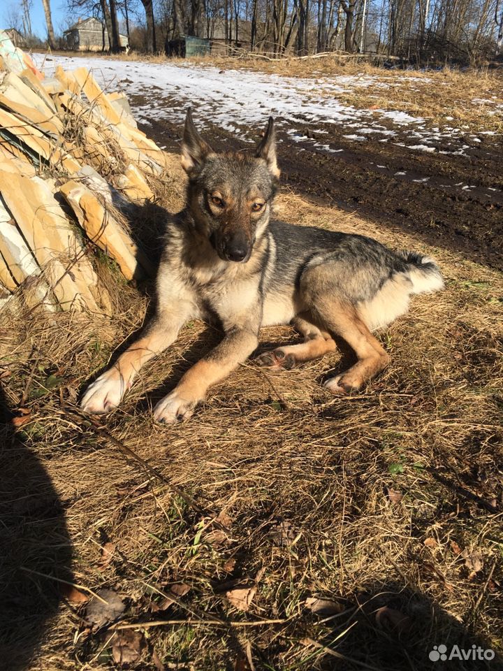 Ласковая собака Сони в добрые руки