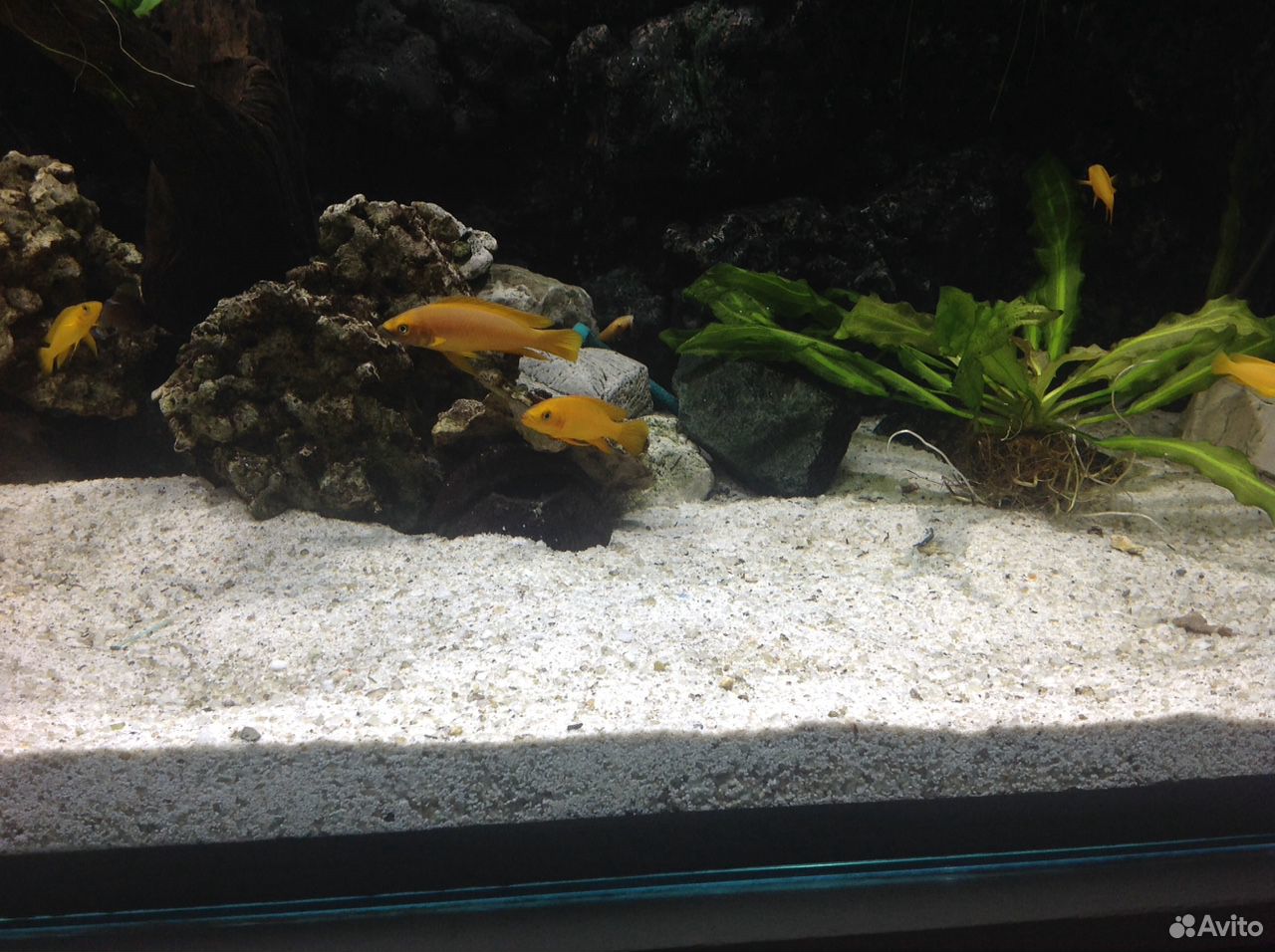 Лампрологус лилиупи