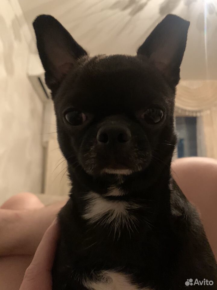 Чихуахуа для встречи