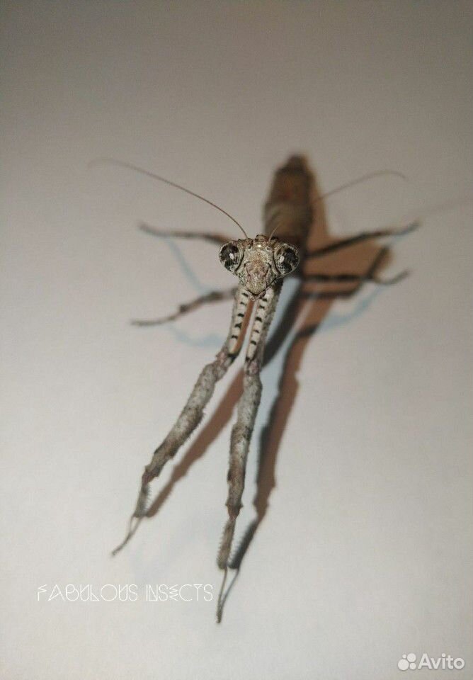 Африканский веточный богомол Popa spurca