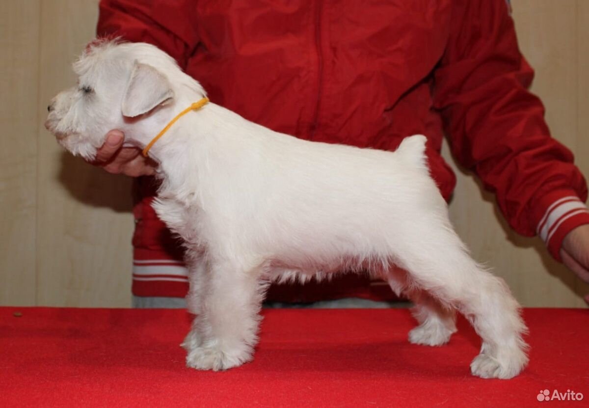 Белые щенки цвергшнауцера