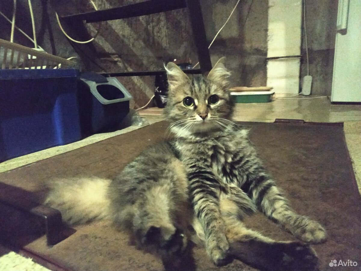 Отдадим кошку Асю в хорошие руки