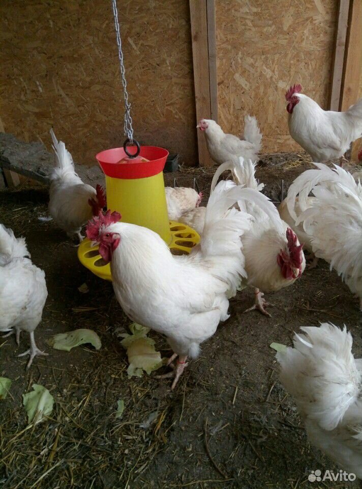 Инкубационное яйцо