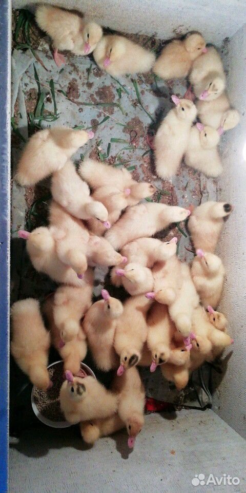 Суточные утята мускусной утки