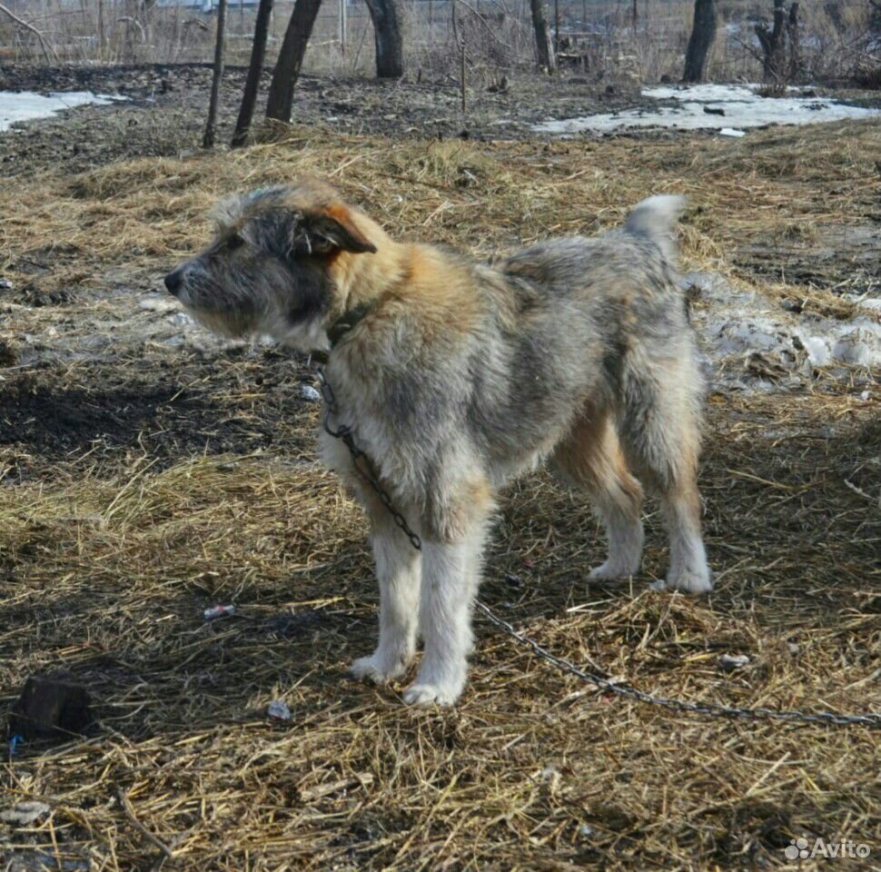 Волосатенькая Джесси