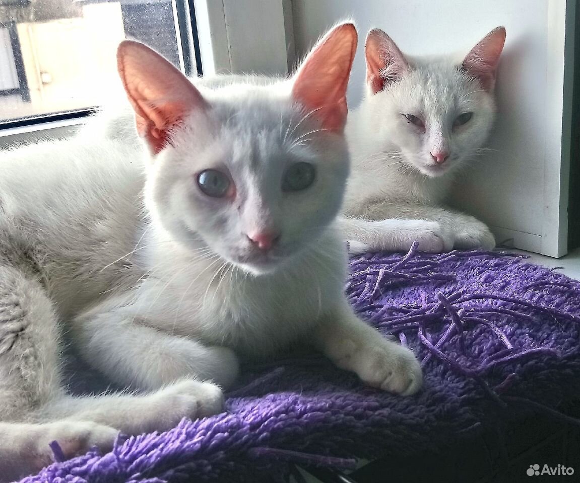 Очень ласковые ручные котята 4-5 мес ищут свой дом