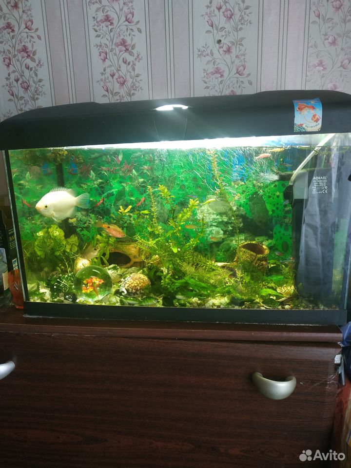 Аквариум