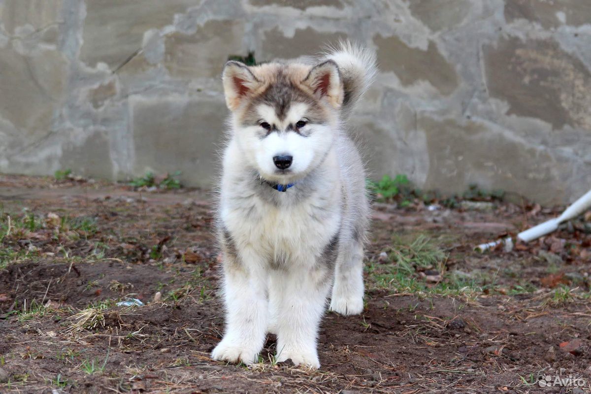 Аляскинский маламут- кобель