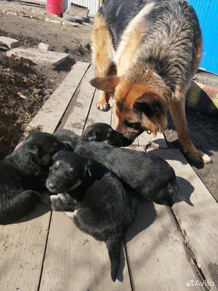 Собака