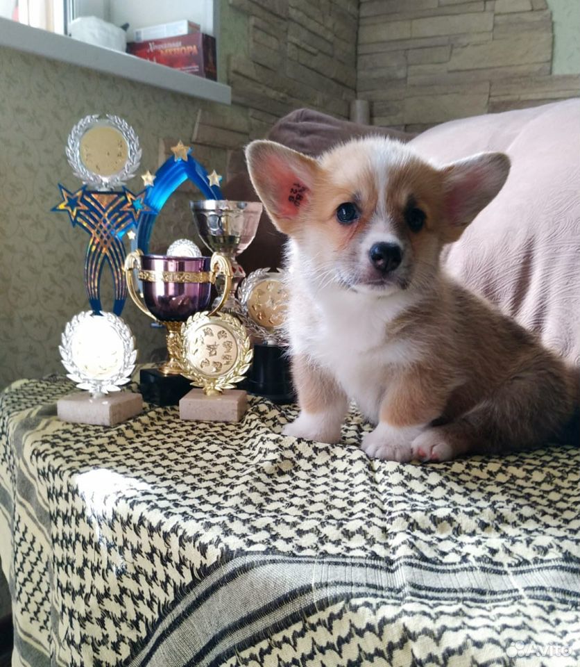 Вельш корги пемброк щенки 2 девочки