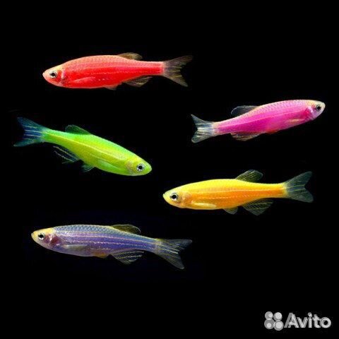 Рыбки данио рерио