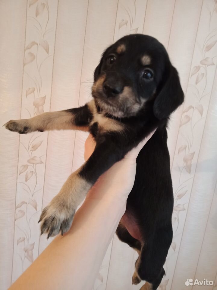 Мимишные спанюююельки