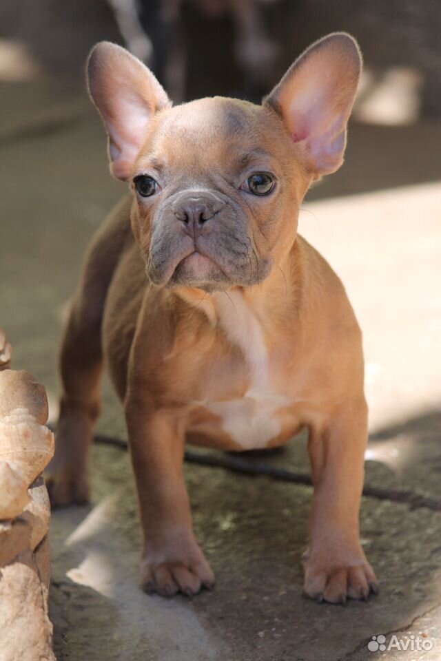 Француженка - красотка