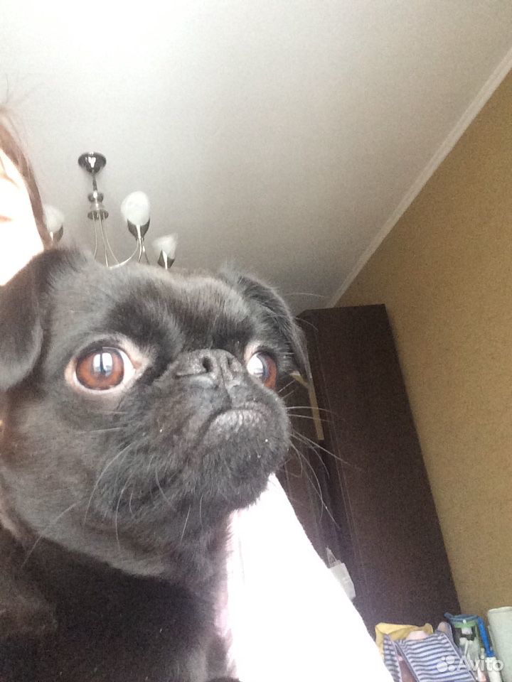 Пти брабансон вязка