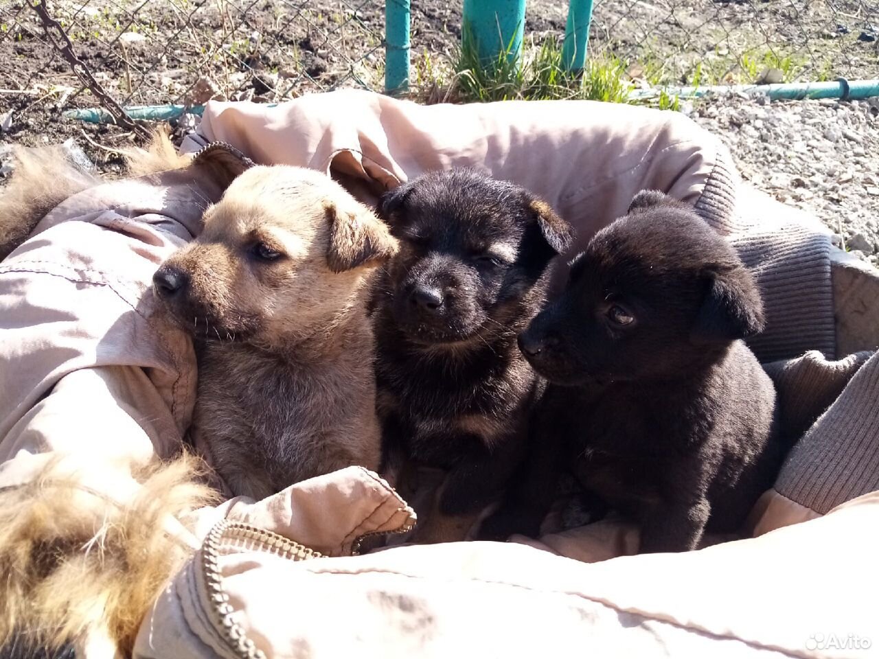 Подкинули щенят, было шесть осталось три девочки