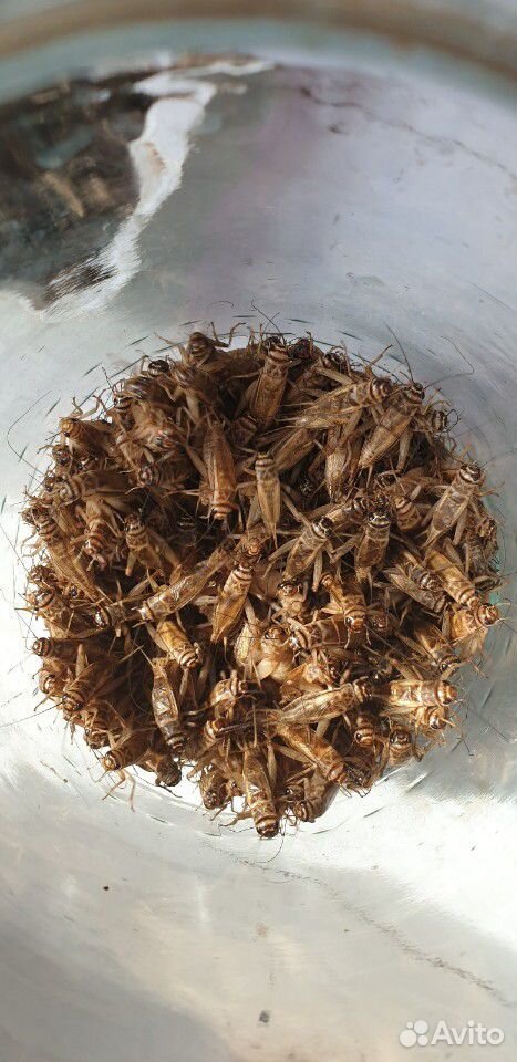 Сверчки