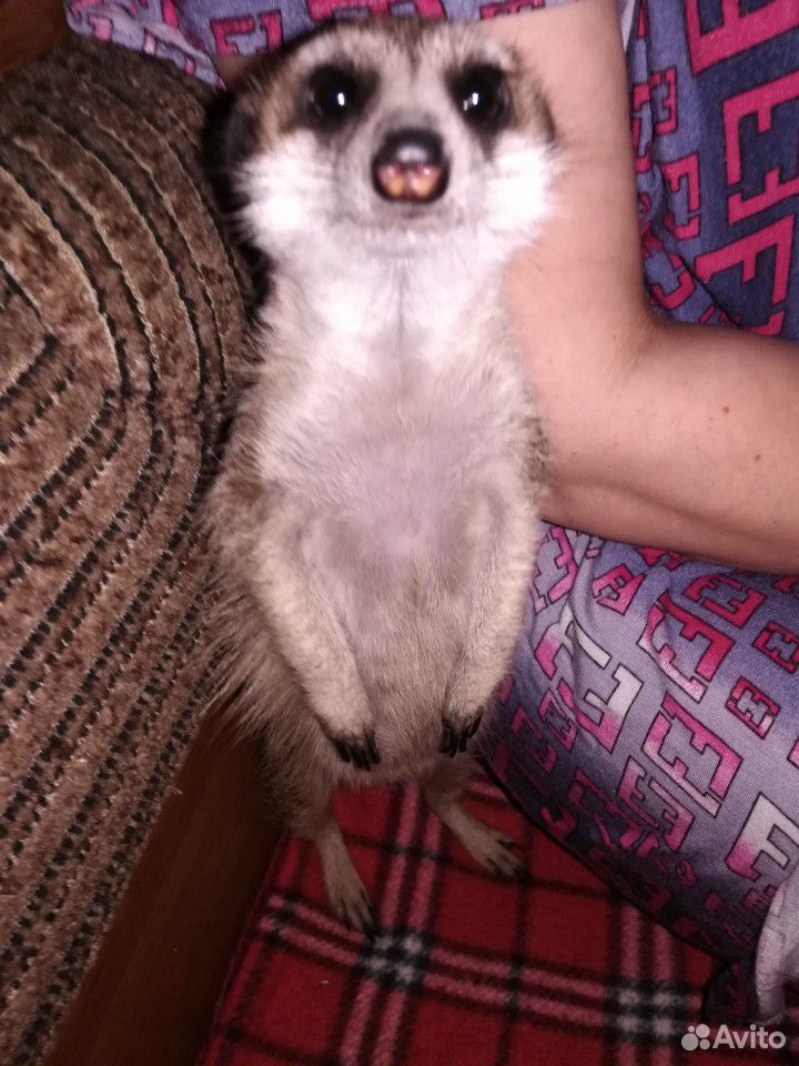 Сурикат Пряник. Ищу невесту. О себе : родился в се