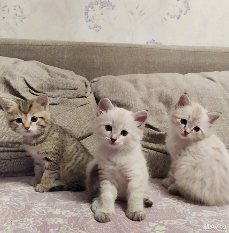Кошка