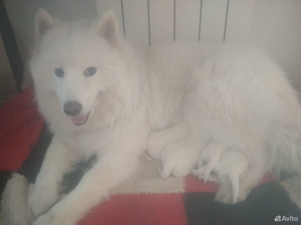 Самоедская лайка