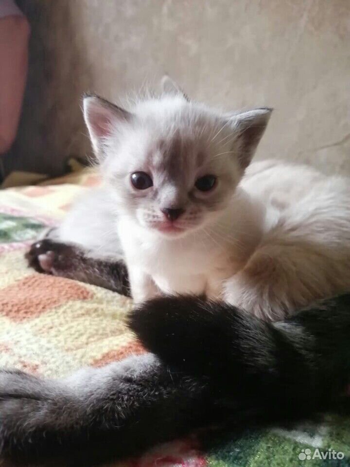 Священные Бирмы