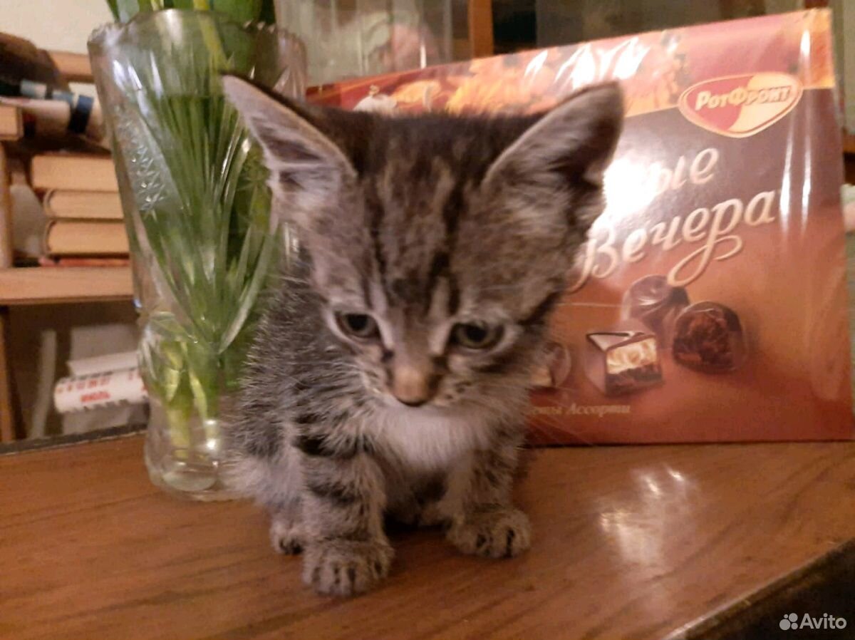 Мурчунья-Игрунья (котенок девочка)