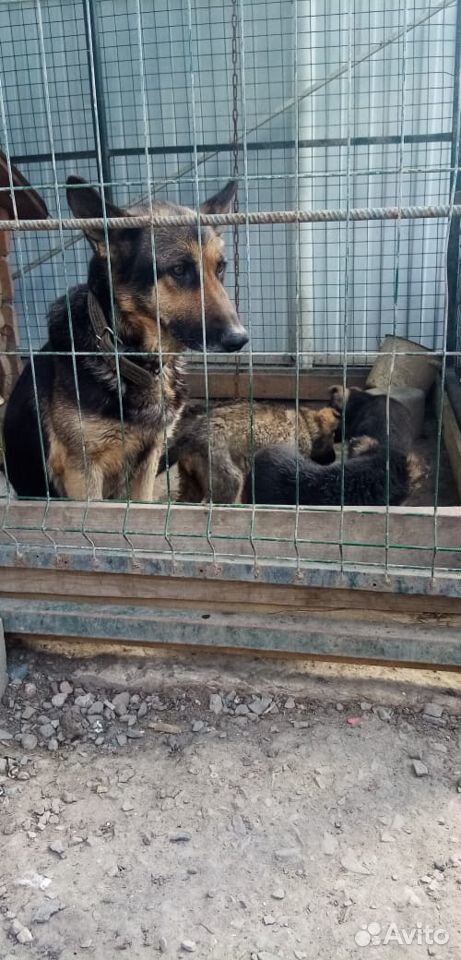 Щенки полукровки мама овчарка папа дворенин
