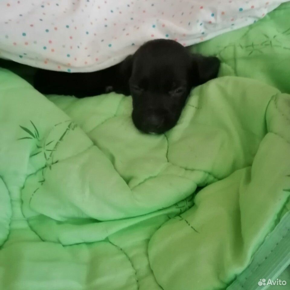 Собака