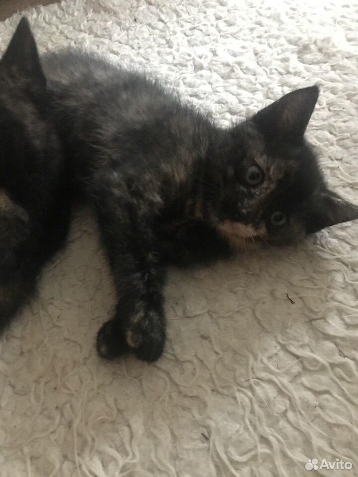 Очаровательный котенок ищет заботливых хозяев