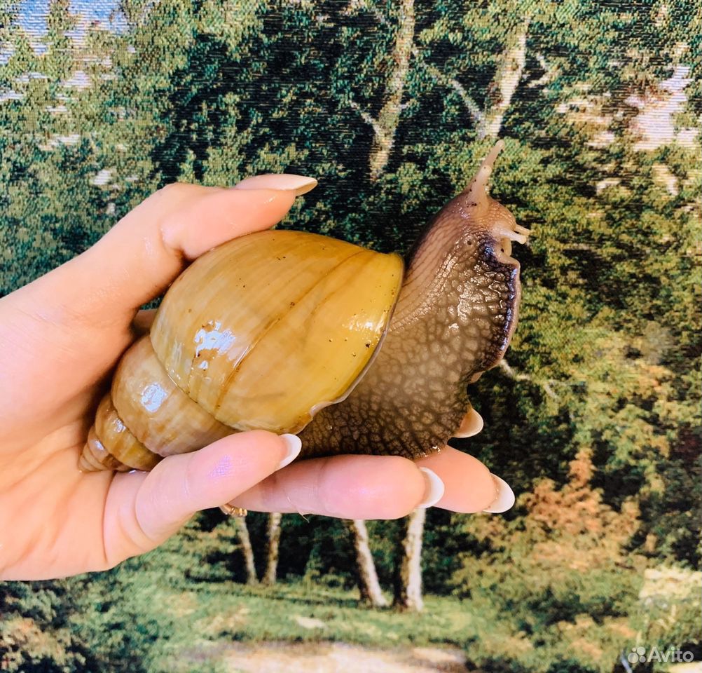 Улитка ахатина стандарт