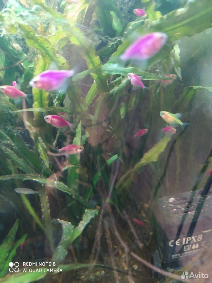 Опт аквариумные рыбки,растения