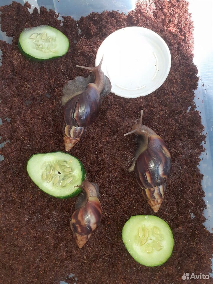 Улитки ахитины