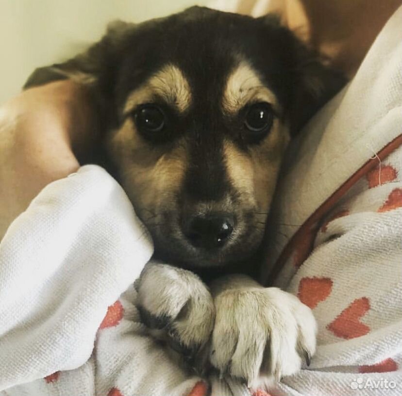 Щенок Шурик-умный в дар